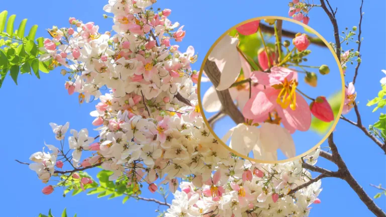 Palawan’s Cherry Blossoms: Best Time & Places to See Balayong